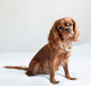 Welcome to Cavalier Rescue USA