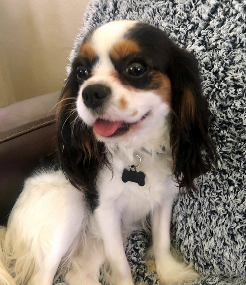 Welcome to Cavalier Rescue USA