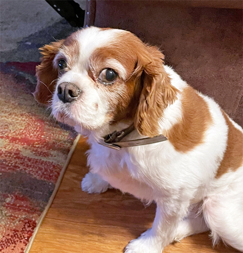 Welcome to Cavalier Rescue USA