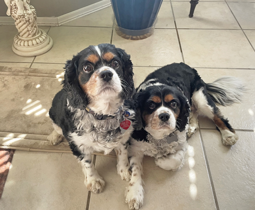 Welcome to Cavalier Rescue USA