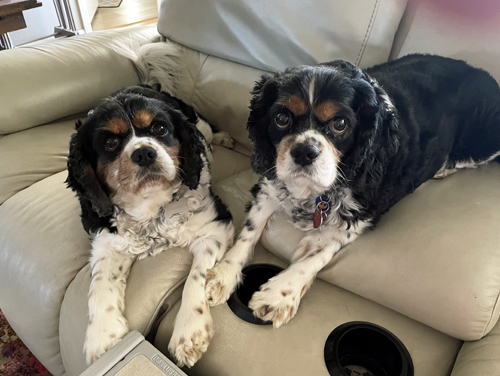 Welcome to Cavalier Rescue USA