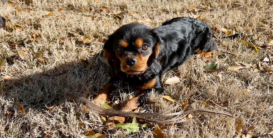 Welcome to Cavalier Rescue USA