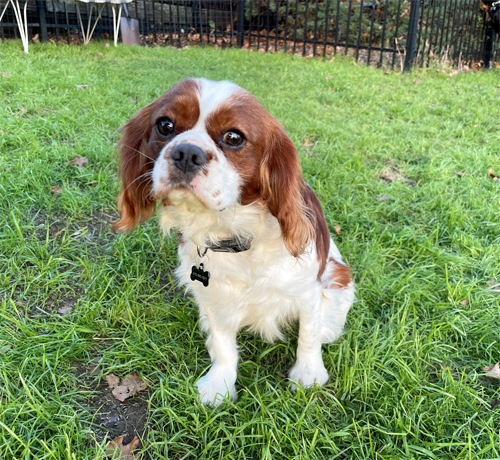 Welcome to Cavalier Rescue USA