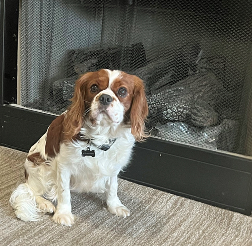 Welcome to Cavalier Rescue USA