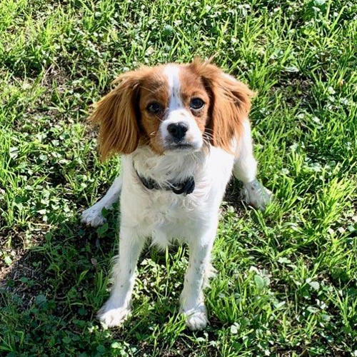 Welcome to Cavalier Rescue USA