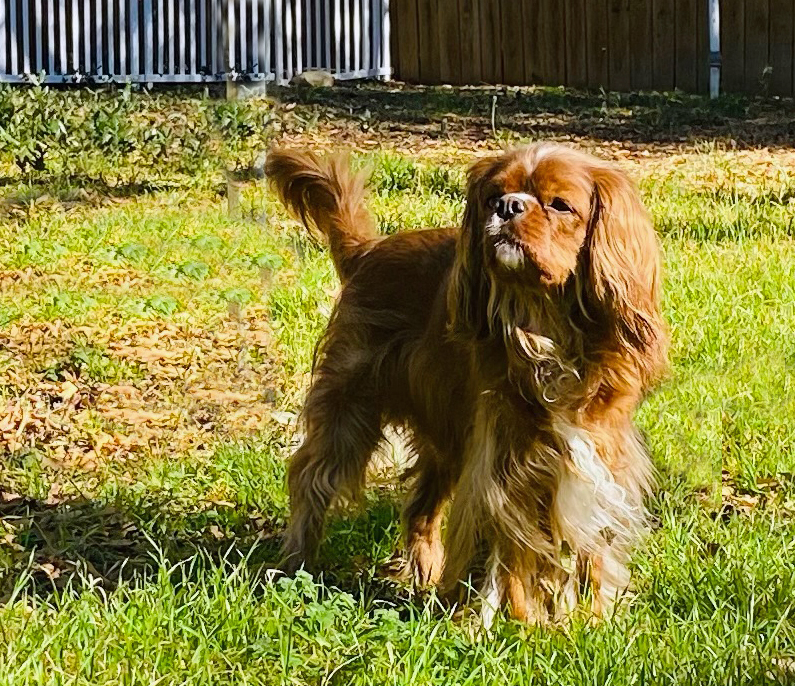 Welcome to Cavalier Rescue USA