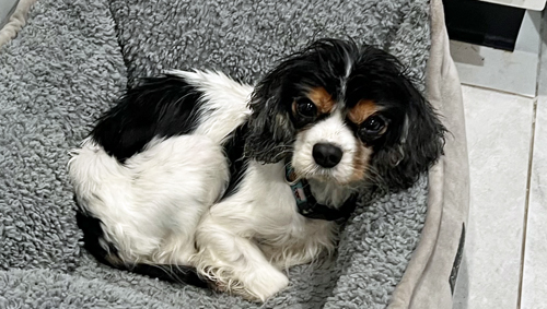 Welcome to Cavalier Rescue USA
