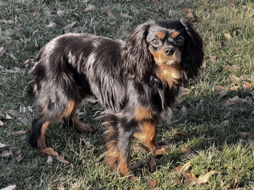 Welcome to Cavalier Rescue USA