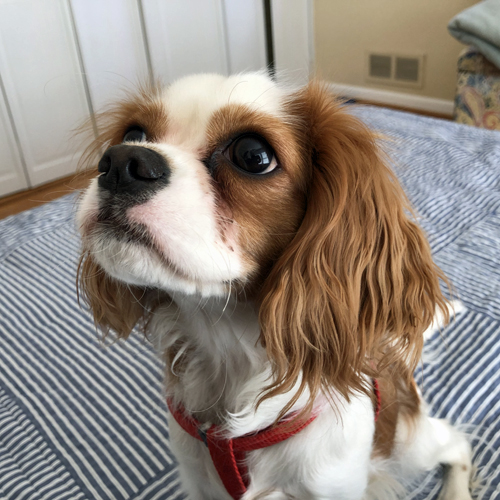 Welcome to Cavalier Rescue USA