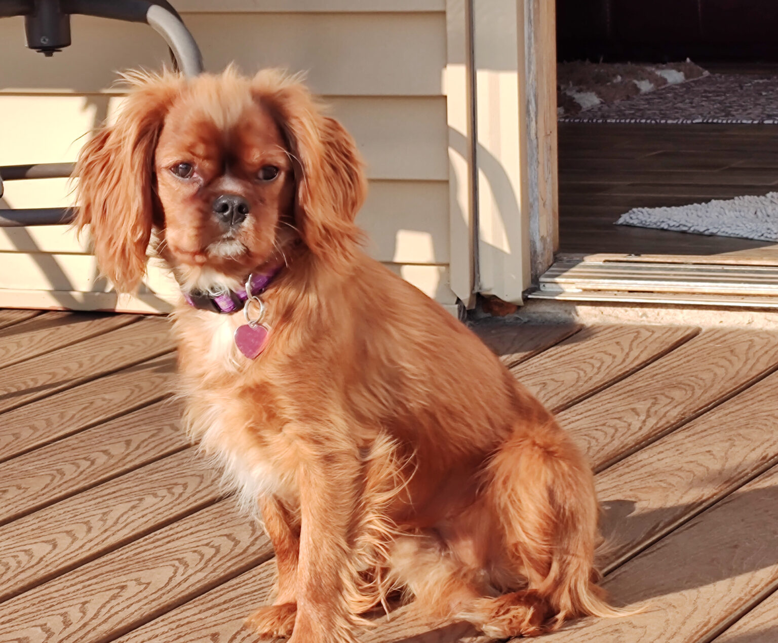 Welcome to Cavalier Rescue USA