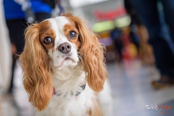 Welcome to Cavalier Rescue USA