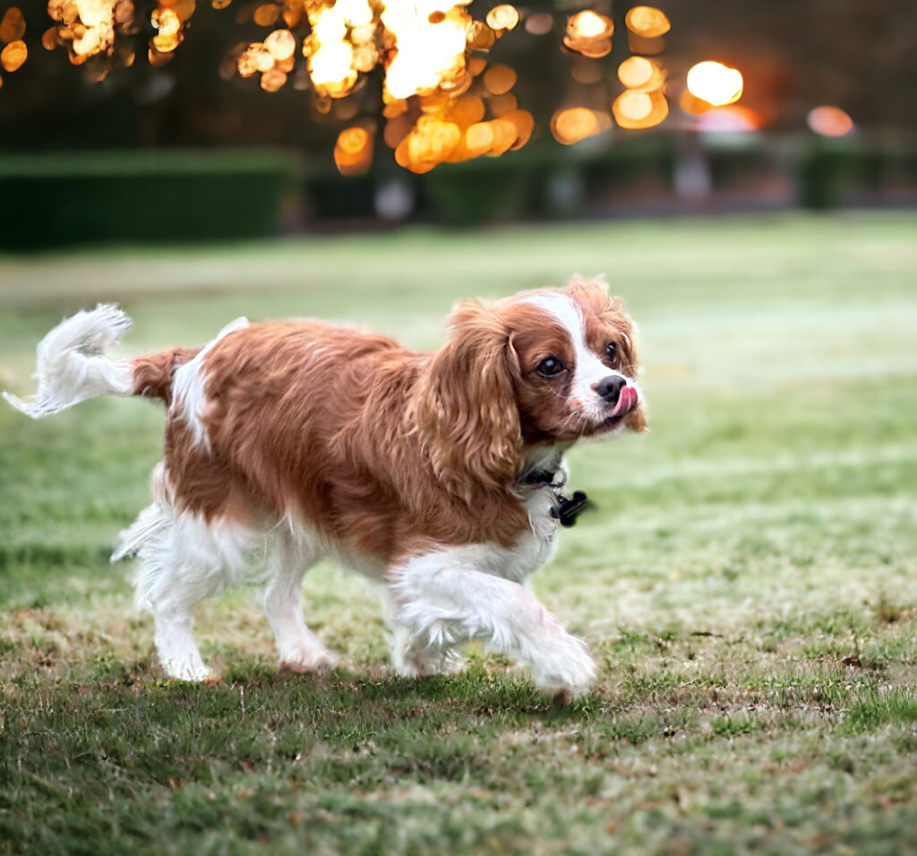 Welcome to Cavalier Rescue USA