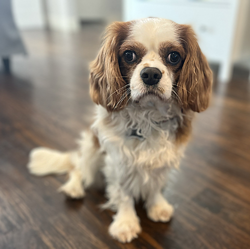 Welcome to Cavalier Rescue USA