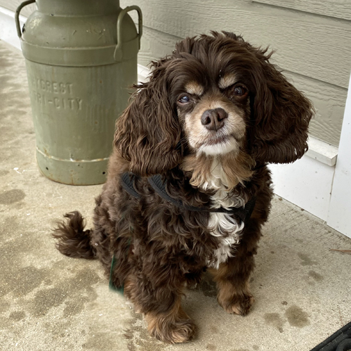 Welcome to Cavalier Rescue USA