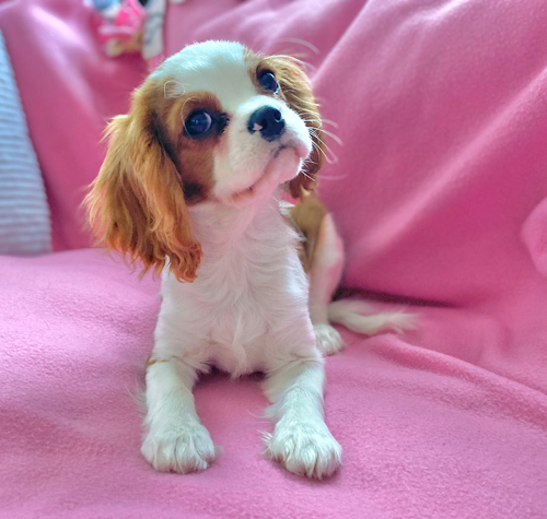 Welcome to Cavalier Rescue USA