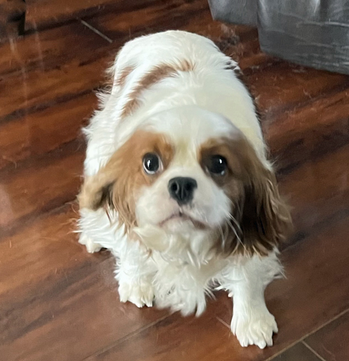 Welcome to Cavalier Rescue USA