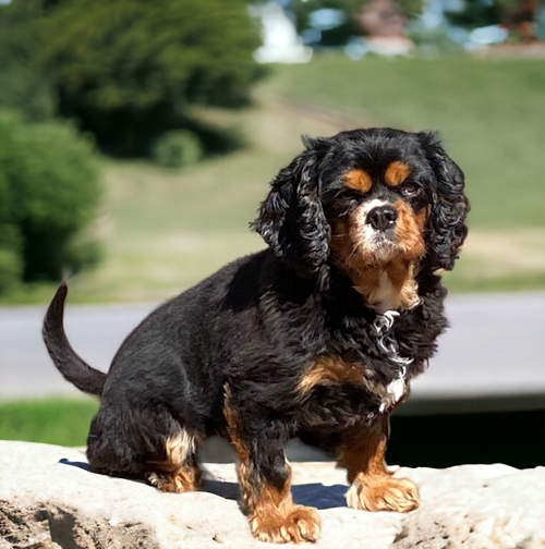 Welcome to Cavalier Rescue USA