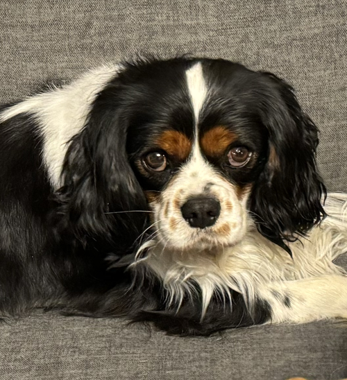Welcome to Cavalier Rescue USA