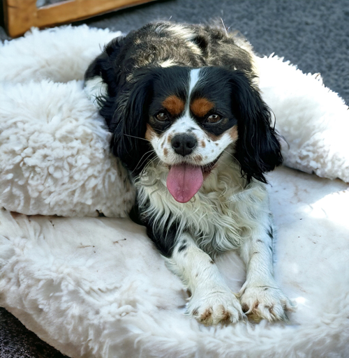 Welcome to Cavalier Rescue USA