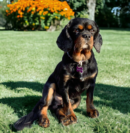 Welcome to Cavalier Rescue USA