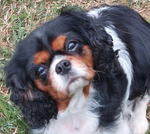 Welcome to Cavalier Rescue USA