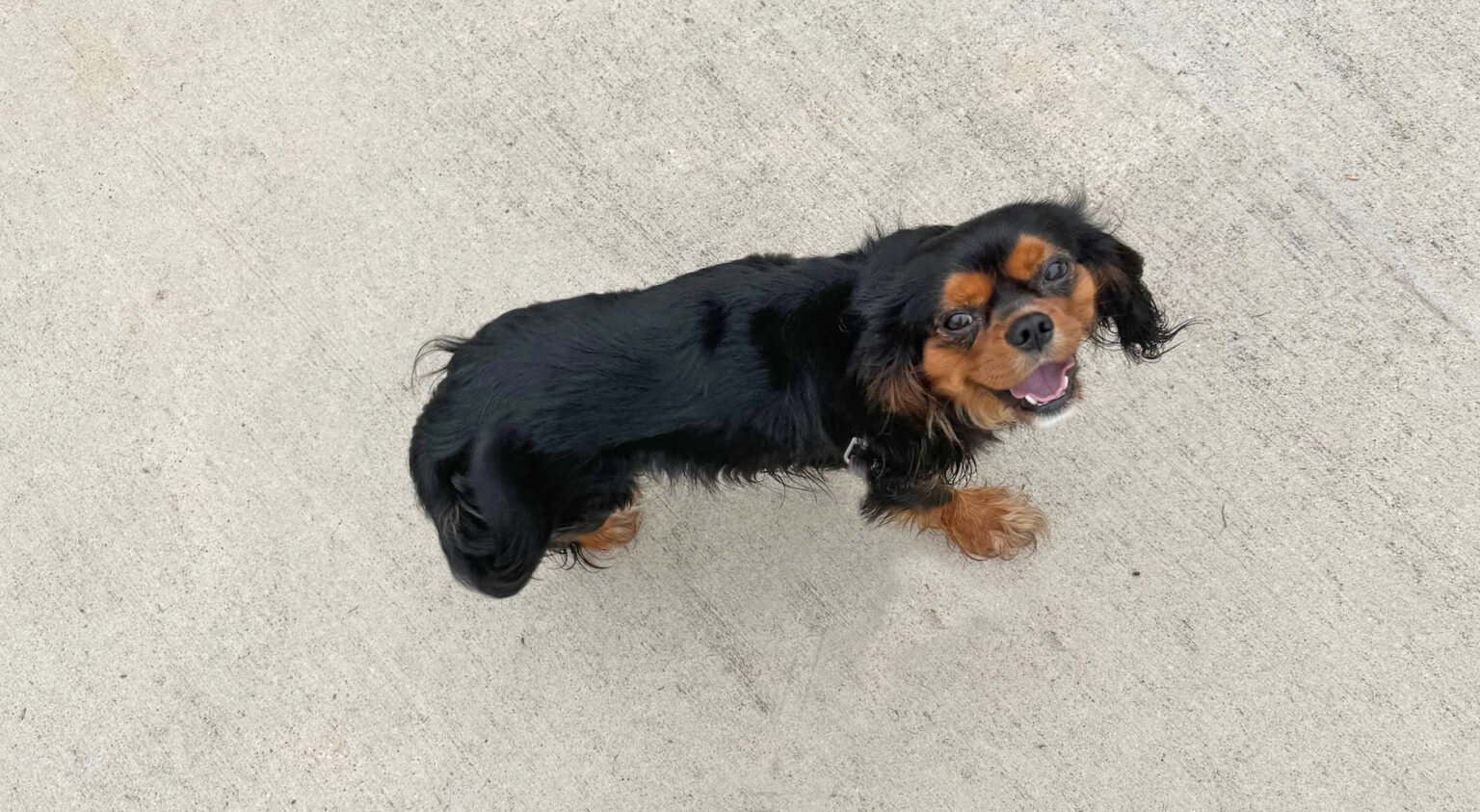 Welcome to Cavalier Rescue USA