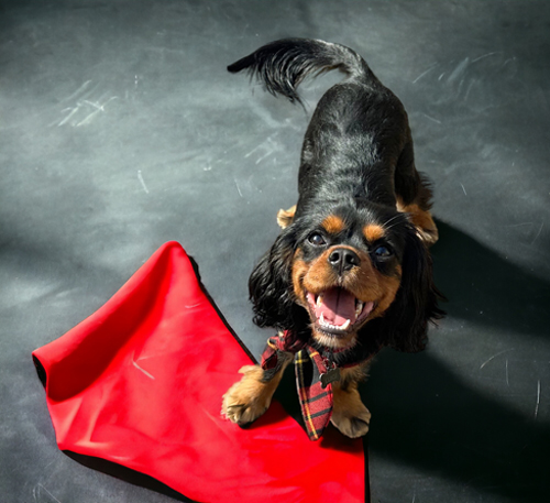 Welcome to Cavalier Rescue USA