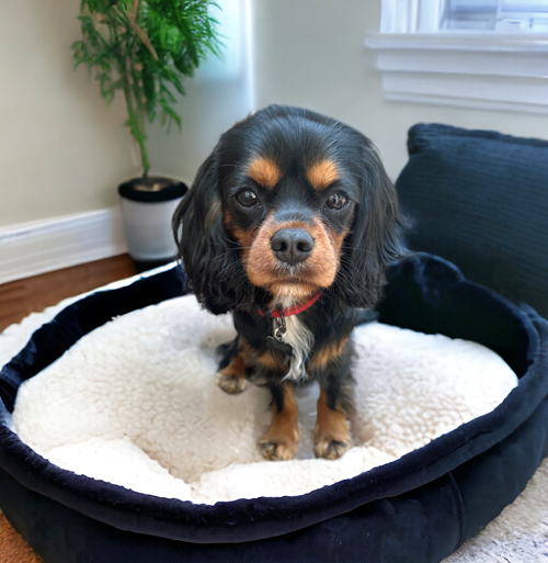 Welcome to Cavalier Rescue USA