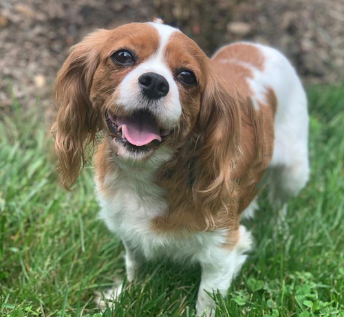 Welcome to Cavalier Rescue USA