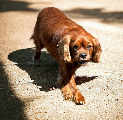 Welcome to Cavalier Rescue USA