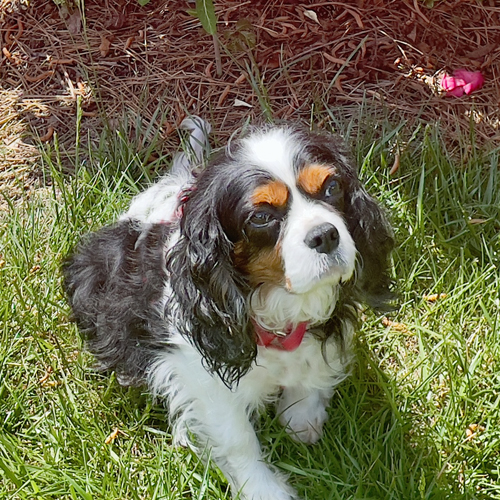 Welcome to Cavalier Rescue USA