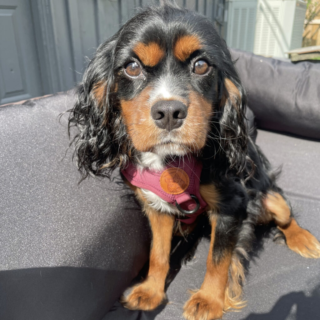 Welcome to Cavalier Rescue USA