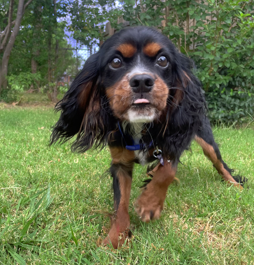 Welcome to Cavalier Rescue USA