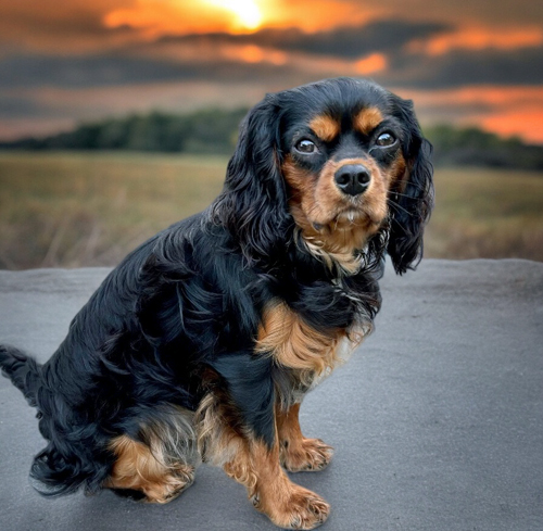 Welcome to Cavalier Rescue USA