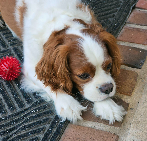 Welcome to Cavalier Rescue USA