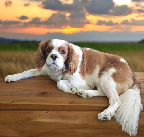 Welcome to Cavalier Rescue USA