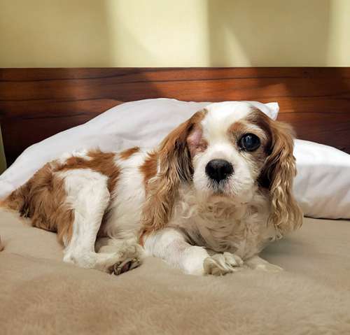 Welcome to Cavalier Rescue USA