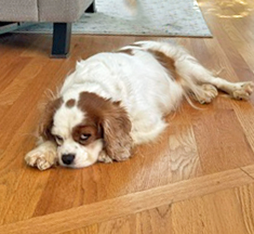 Welcome to Cavalier Rescue USA