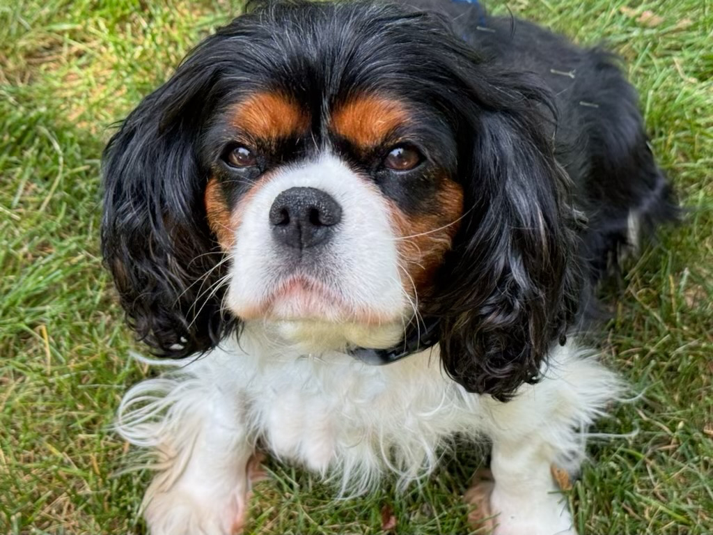 Welcome to Cavalier Rescue USA