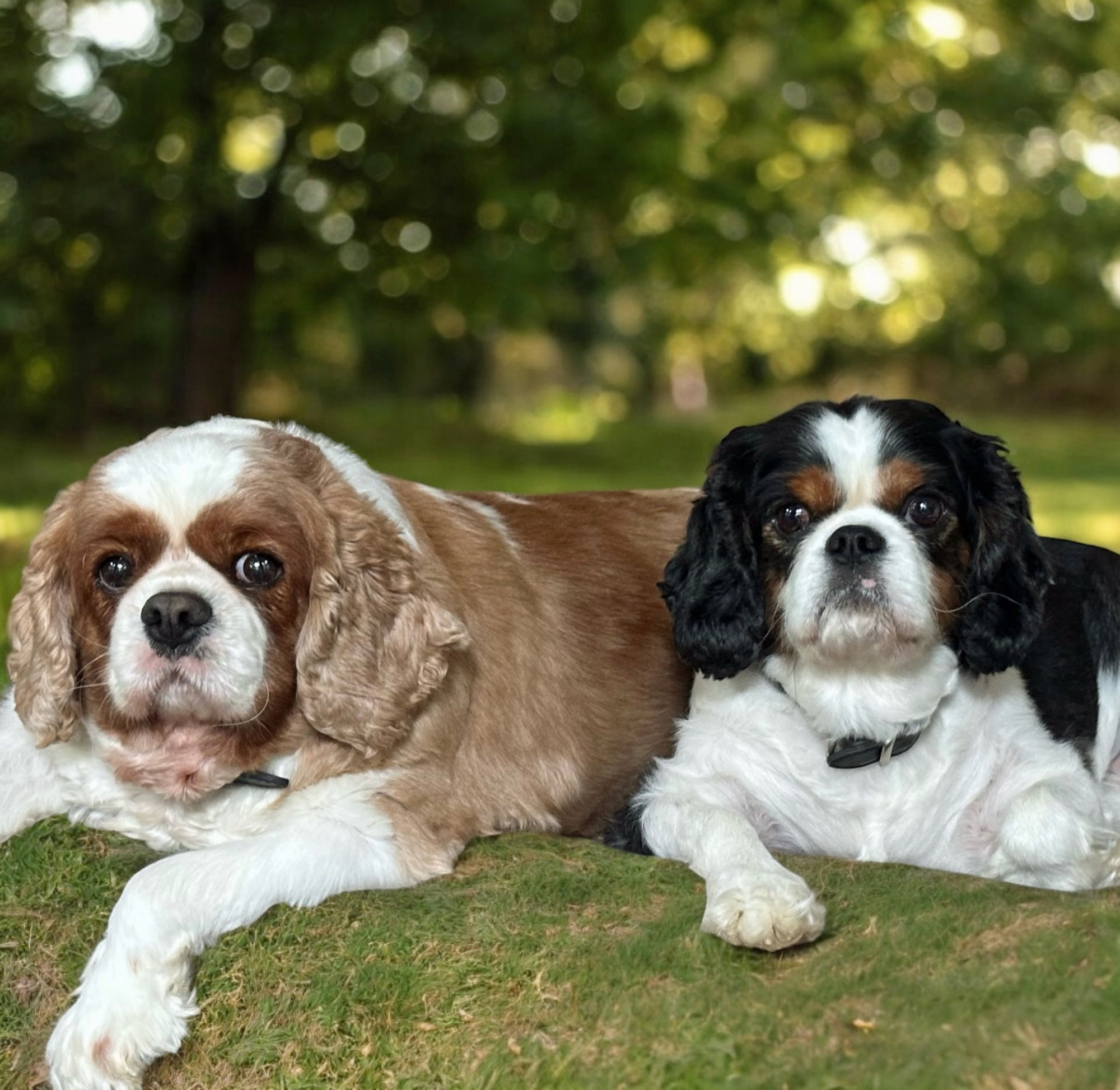 Welcome to Cavalier Rescue USA