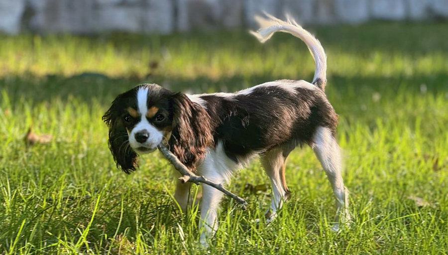 Welcome to Cavalier Rescue USA