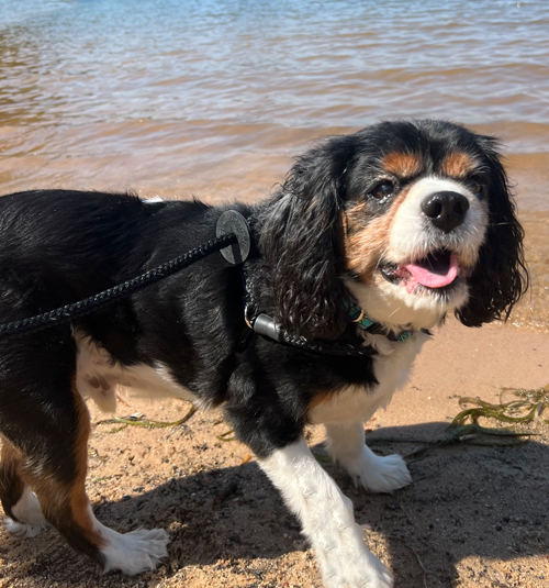 Welcome to Cavalier Rescue USA