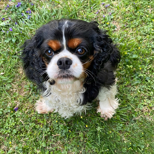 Welcome to Cavalier Rescue USA