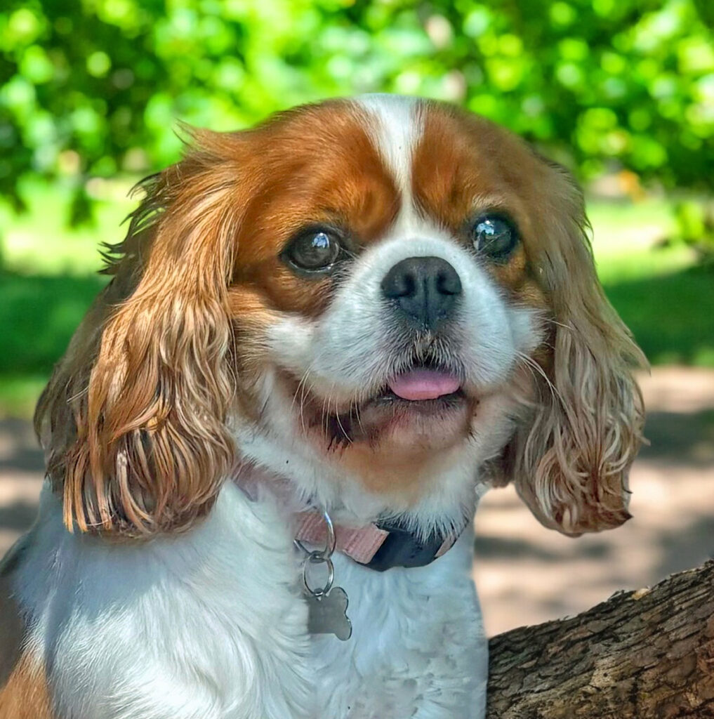 Welcome to Cavalier Rescue USA