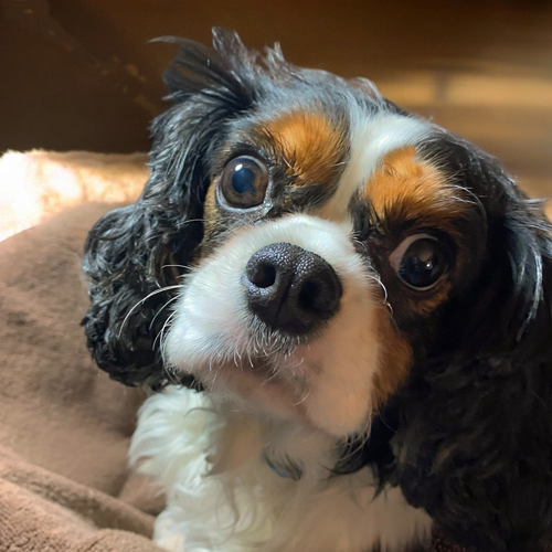 Welcome to Cavalier Rescue USA