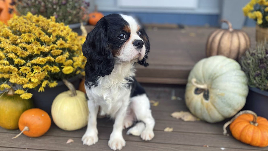 Welcome to Cavalier Rescue USA