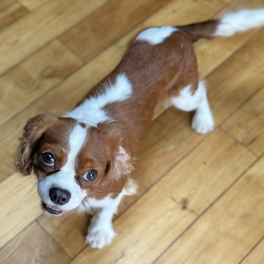 Welcome to Cavalier Rescue USA