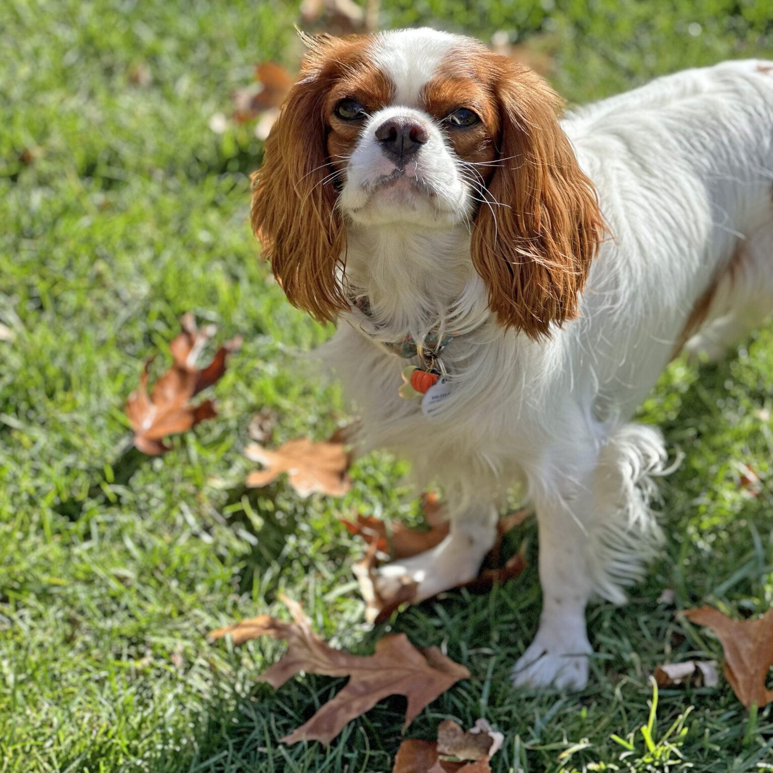 Welcome to Cavalier Rescue USA