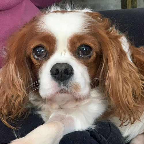 Welcome to Cavalier Rescue USA