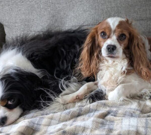 Welcome to Cavalier Rescue USA